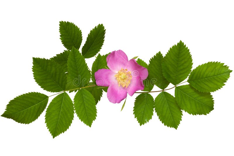 Wild Rose Flower with Leaves Stock Image - Image of wild, flower: 73251931
