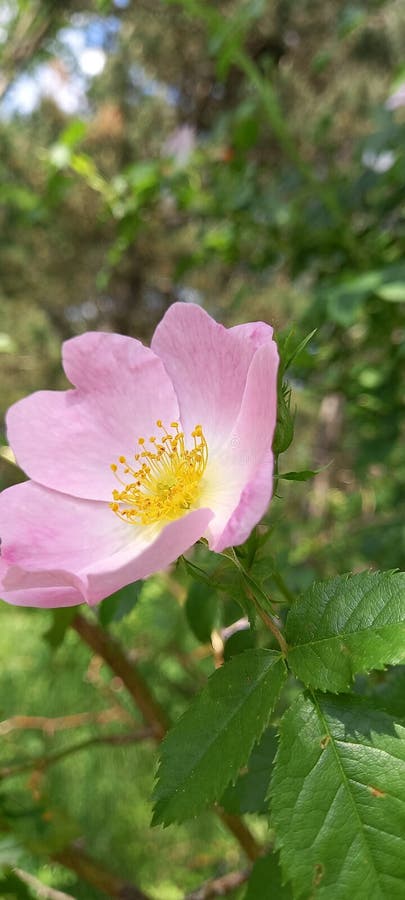 Wild Rose Flower on the Mountain Stock Photo - Image of mountain ...