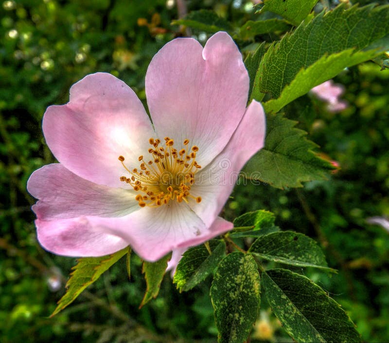 Wild rose flower stock photo. Image of wild, flower, pink - 41208436