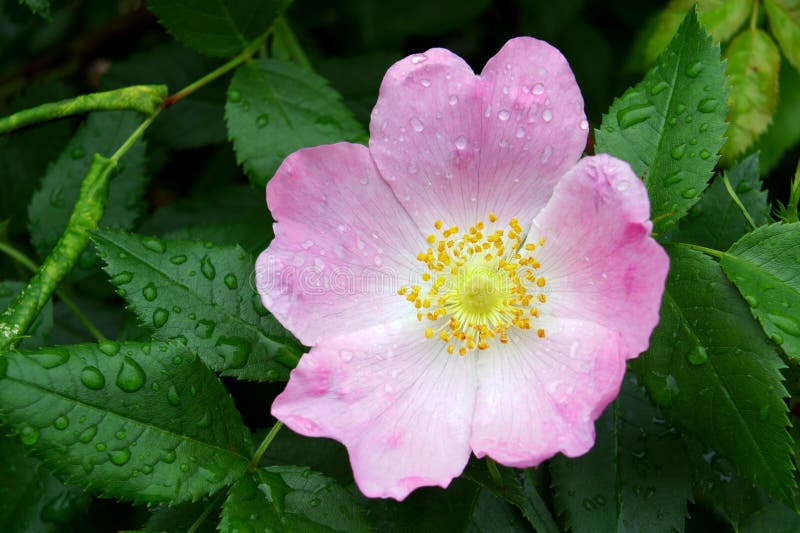 Wild rose stock image. Image of nature, poland, bell - 33213499