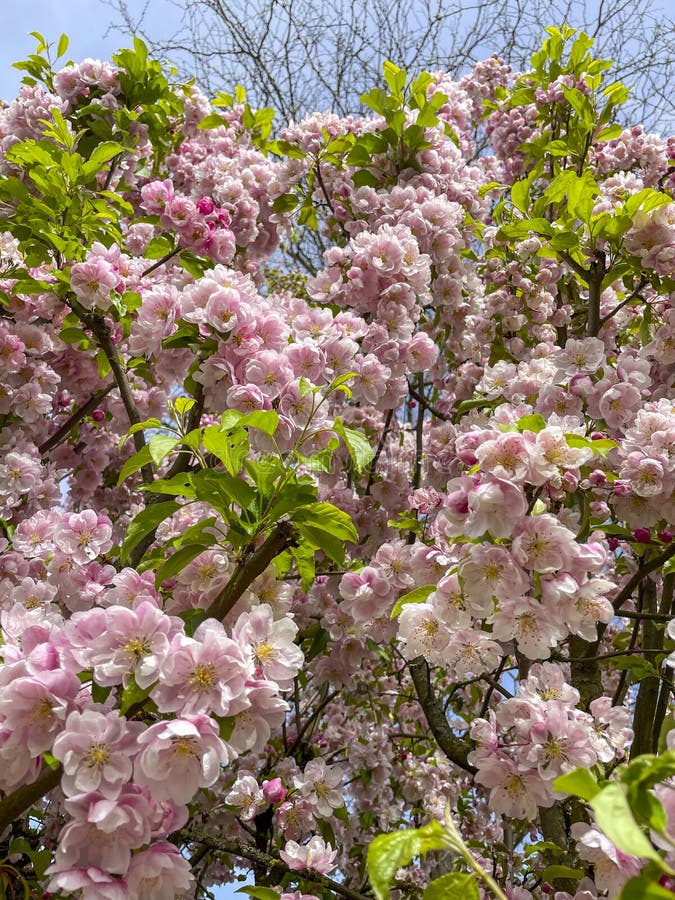 Wild Rose Flower in Red Violet with Blurred Background Stock Photo ...