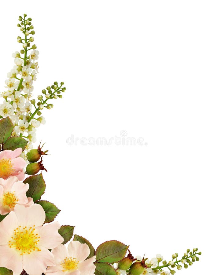 Wild Rose Flowers Corner Arrangement Stock Image - Image of composition ...