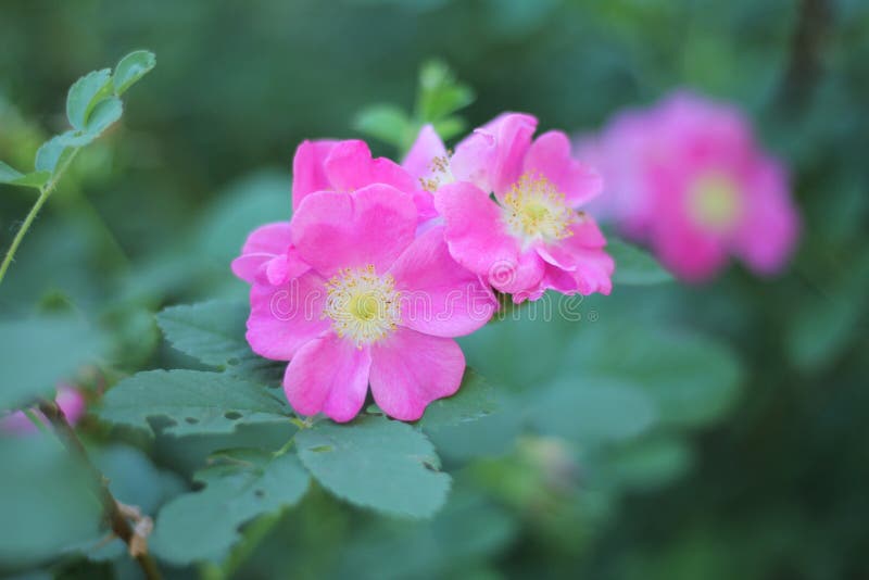 Wild Rose Flowers in the Forest Stock Photo - Image of blossom, plant ...