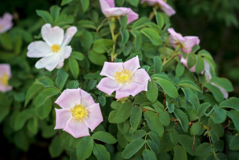 Wild pink rose in nature stock photo. Image of rose - 148153946