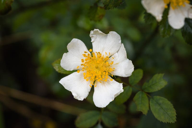 Wild rose in forest stock photo. Image of flora, botanical - 325288558