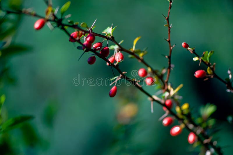 Wild Rose Fruits on a Branch Stock Photo - Image of branch, background ...