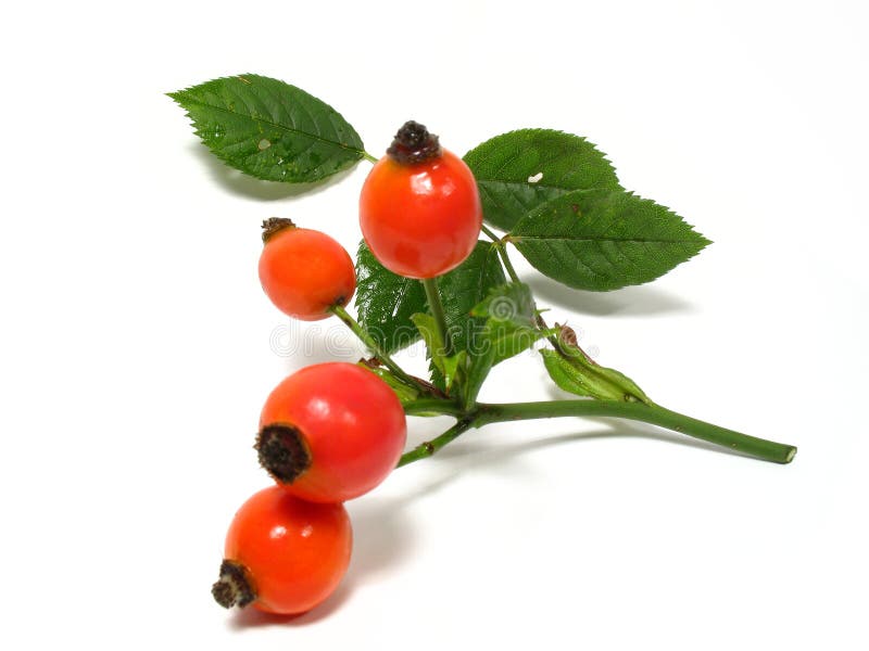Wild rose hip stock image. Image of sweet, single, herb - 6325785
