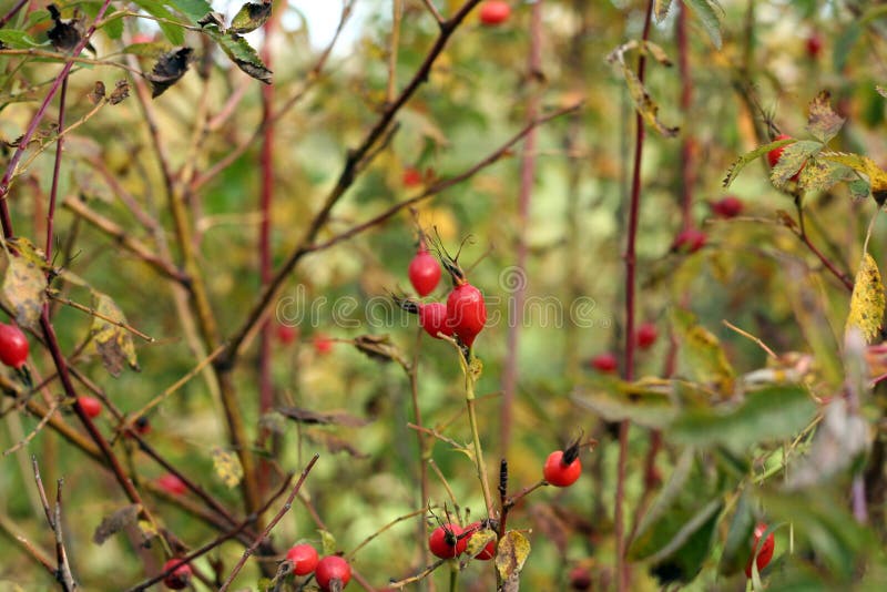 Wild Rose Hip(briar) Shrub in Nature Stock Image - Image of wild ...