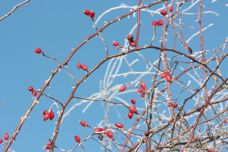 Wild rose hips stock photo. Image of fruit, shrub, rose - 7916318