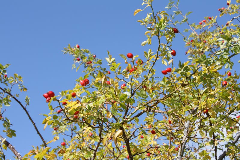 Wild rose hips stock photo. Image of fruit, shrub, rose - 7916318