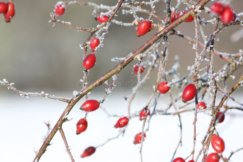 Wild rose hips stock photo. Image of fruit, shrub, rose - 7916318