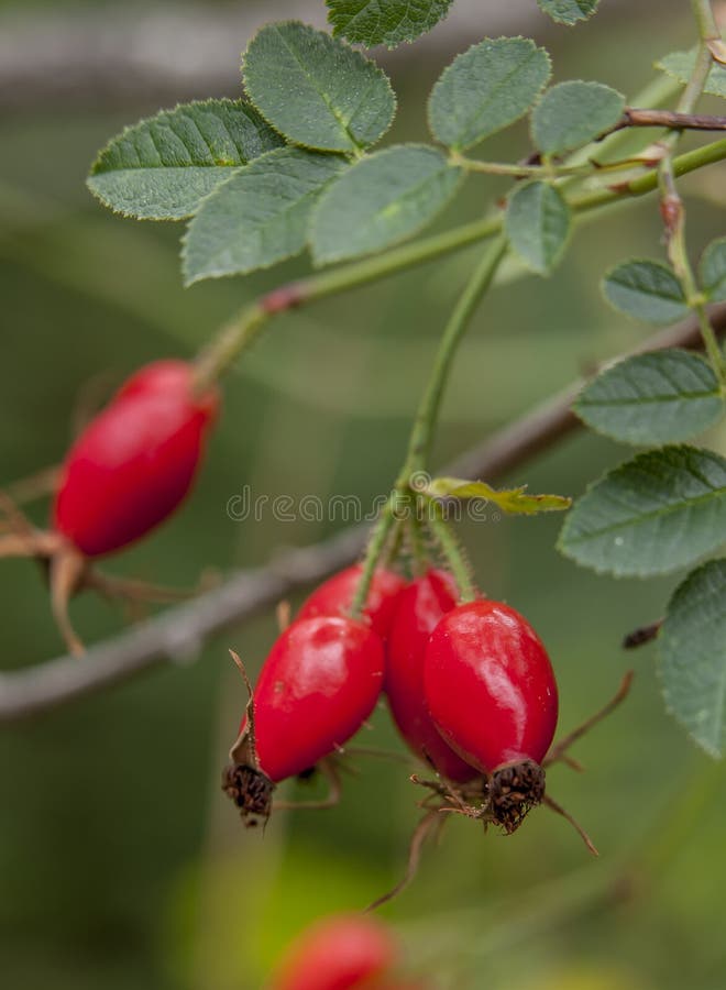 Wild rose hips in Idaho. stock image. Image of botany - 78596443