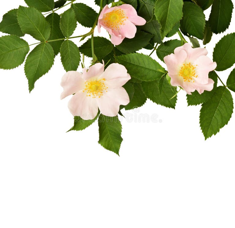 Wild rose stock photo. Image of decoration, spring, elegance - 31319684