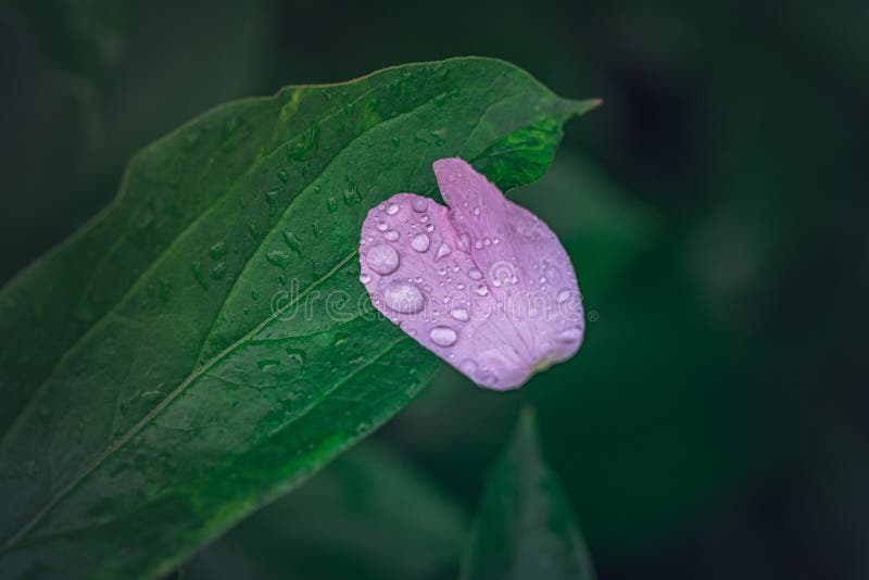 Wild rose stock image. Image of bush, flower, tree, leaf - 283619379