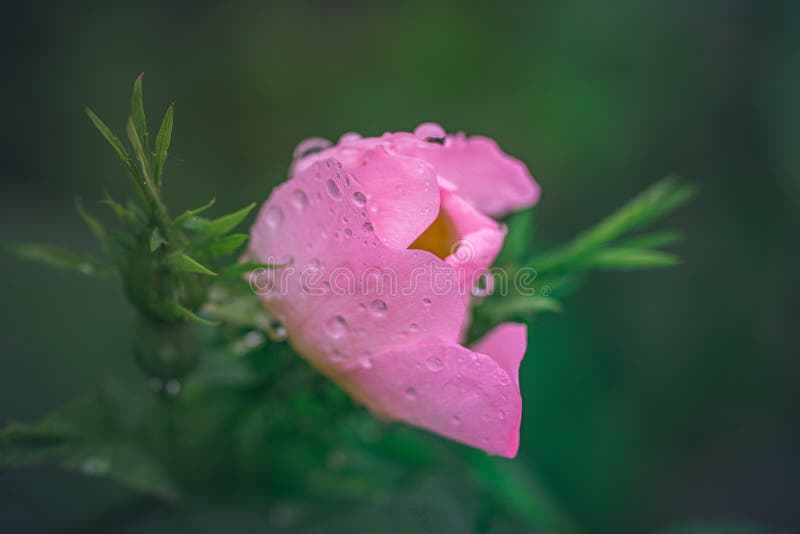 Wild rose stock photo. Image of green, isolated, flower - 283619388
