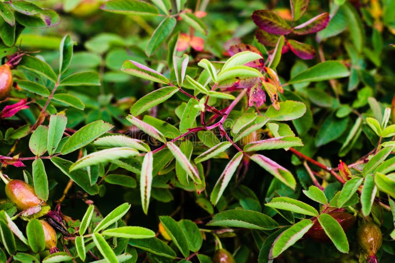 Wild Rose Leaves, Dark Natural Background Stock Image - Image of leaf ...