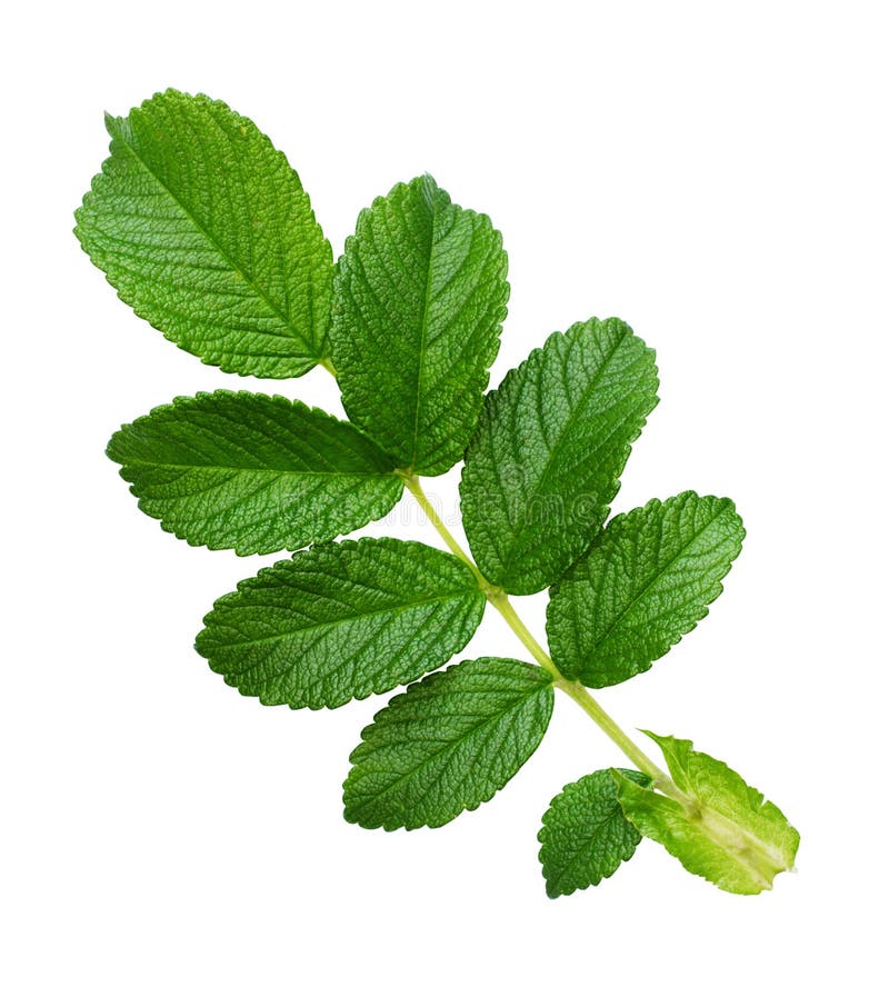 Wild rose leaves stock photo. Image of leaf, rose, nature - 97468354