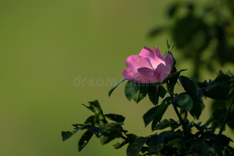 Wild Rose in the Light of the Morning Sun. Stock Photo - Image of rose ...