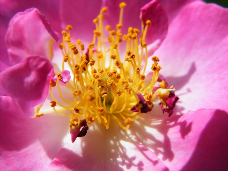 Wild Rose Microspur Closeup Stock Photo - Image of grace, garden: 21665426