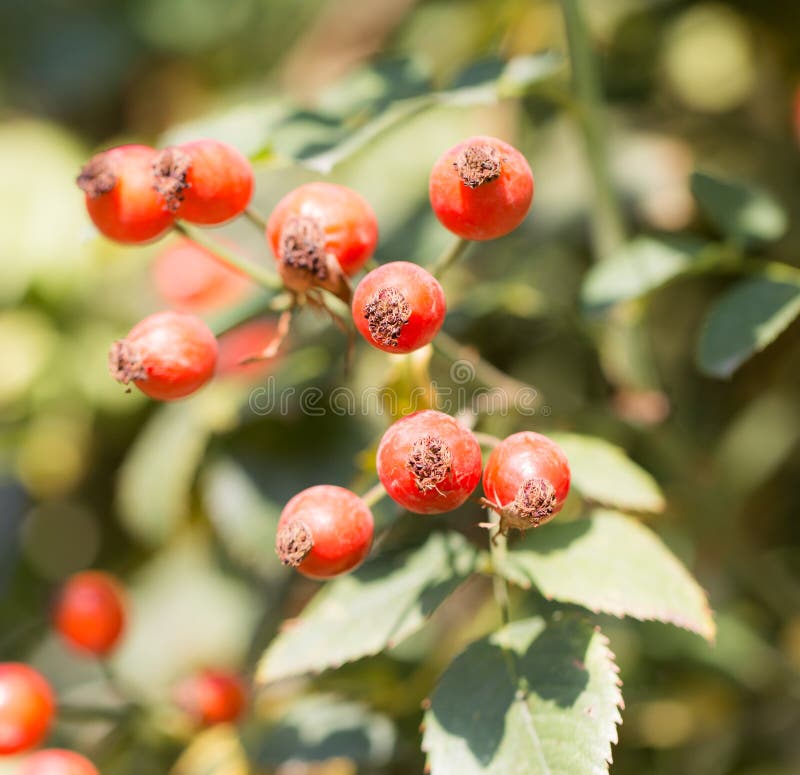 Wild rose in nature stock image. Image of autumn, fall - 89692285