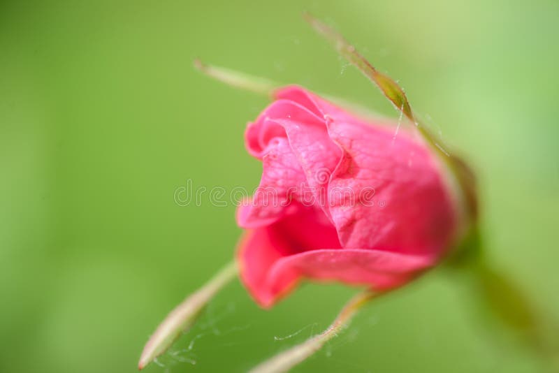 Wild Rose Opening Up stock image. Image of displayed - 151727879