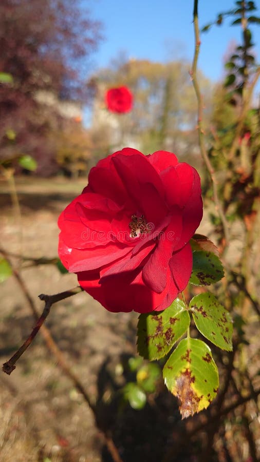 Wild Rose in the Pale Autumn Sun Light Stock Image - Image of pale ...