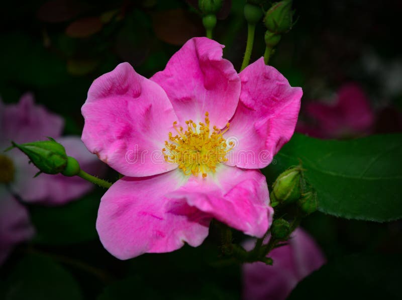 Wild Rose stock photo. Image of wild, single, pink, rose - 138863314
