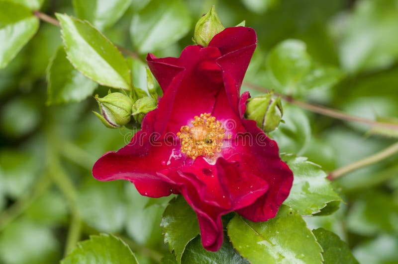 Wild rose stock image. Image of blooming, petals, plant - 41030923