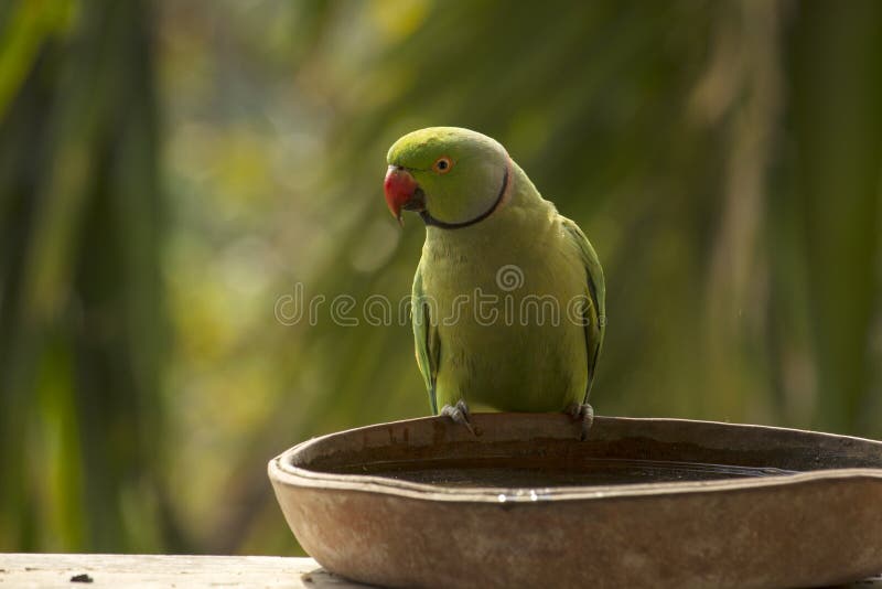 A Wild Rose Ring Parakeet Drinking Water from a Clay Pot Placed at a ...
