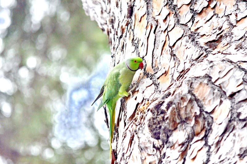 Wild Rose Ringed Parakeet stock image. Image of forest - 162827589