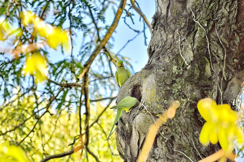 Wild Rose Ringed Parakeet stock image. Image of green - 162827271