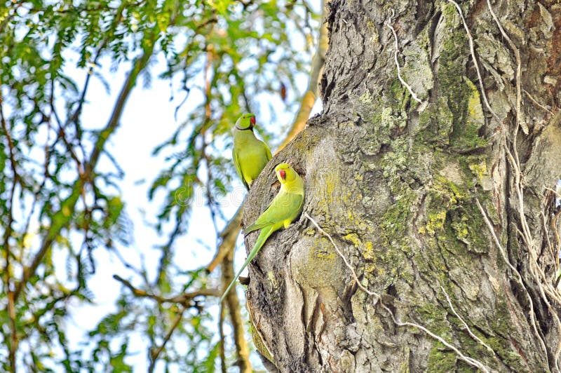 Wild Rose Ringed Parakeet stock image. Image of climate - 162827331