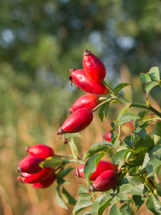 Wild Rose (Rosa Canina) Berry Stock Photo - Image of health, organic ...