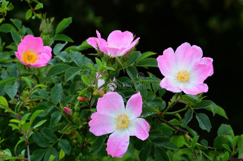 Wild Rose (Rosa Canina) in Bloom Stock Photo - Image of bloom, wild ...