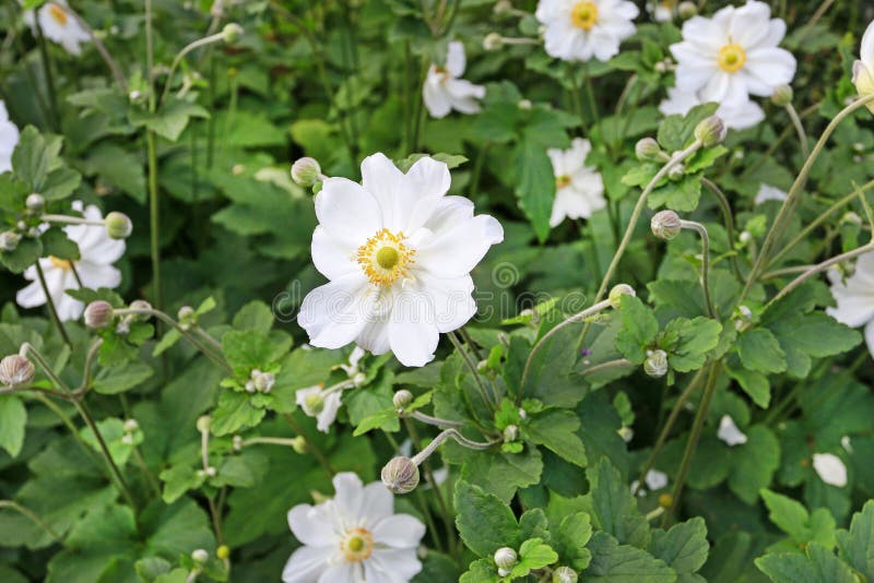 Wild Rose Rosa Canina in the Garden Stock Photo - Image of rose, lovely ...
