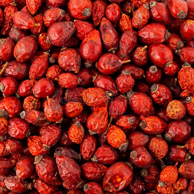 Red Rose stock photo. Image of flower, love, element - 25251716