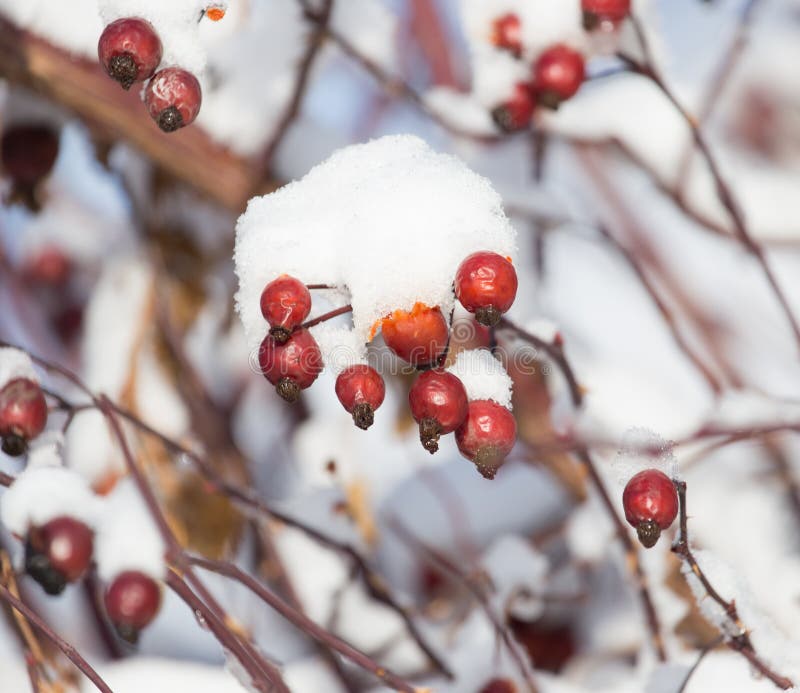 Wild rose in the snow stock photo. Image of beginning - 89670202