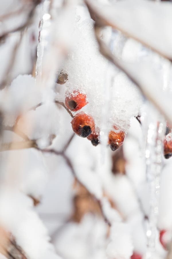 Wild Rose in the Snow on the Nature Stock Photo - Image of iciness ...