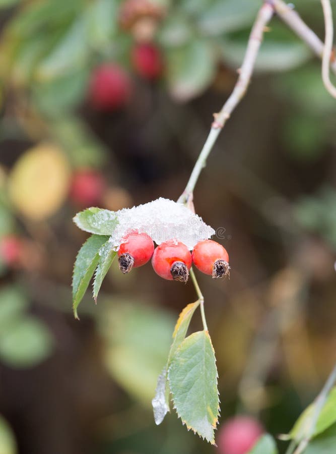 Wild rose in the snow stock photo. Image of beginning - 89670202