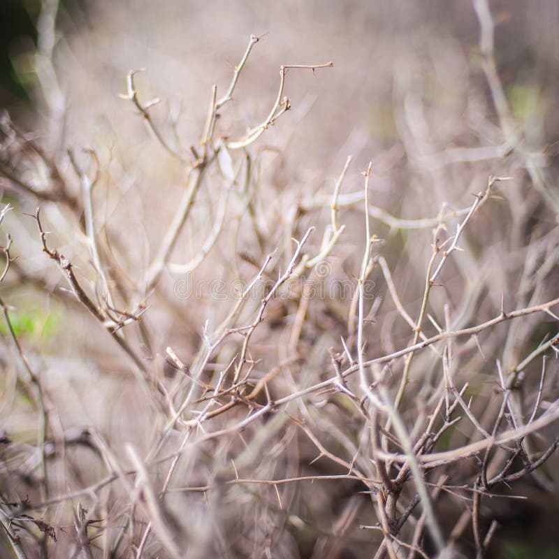 Wild Rose Stem with Thorns at a Blurred Background Stock Photo - Image ...