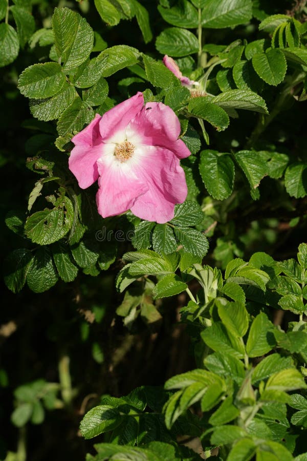 Wild rose hips stock photo. Image of fruit, shrub, rose - 7916318