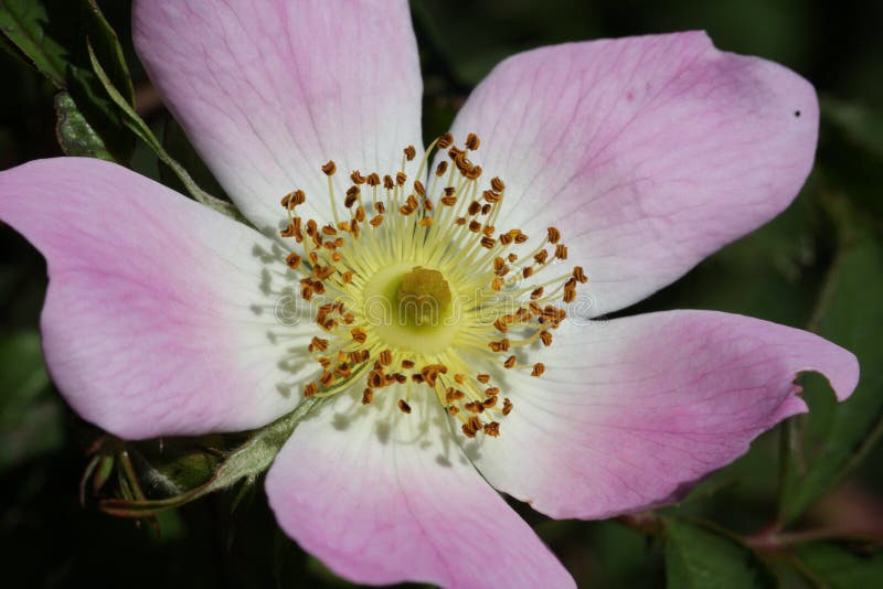 Wild rose hips stock photo. Image of fruit, shrub, rose - 7916318