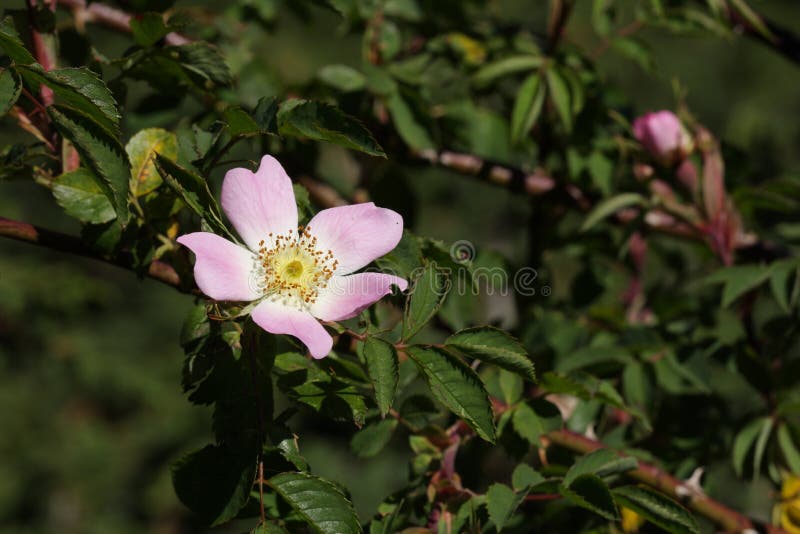 Wild rose hips stock photo. Image of fruit, shrub, rose - 7916318