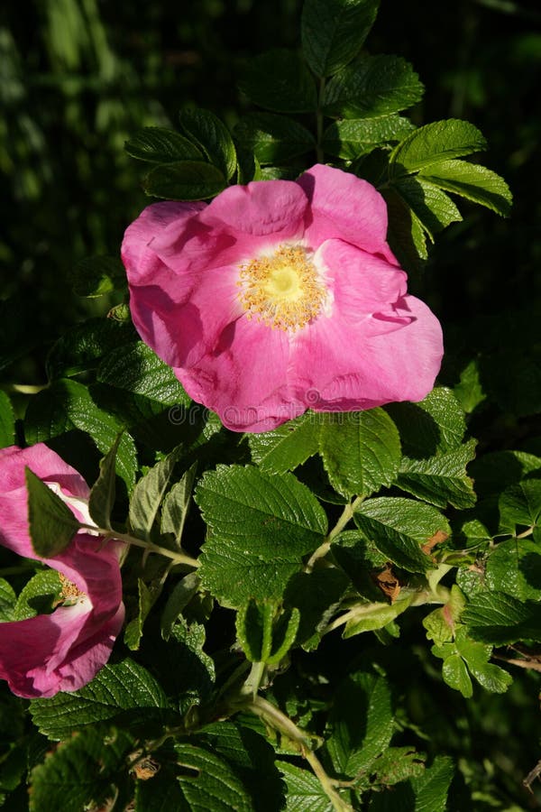 Wild rose hips stock photo. Image of fruit, shrub, rose - 7916318