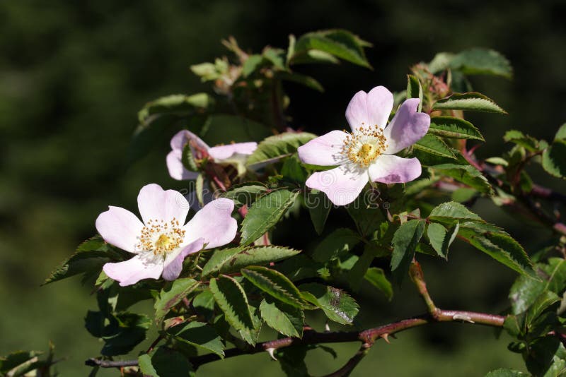 Wild rose hips stock photo. Image of fruit, shrub, rose - 7916318