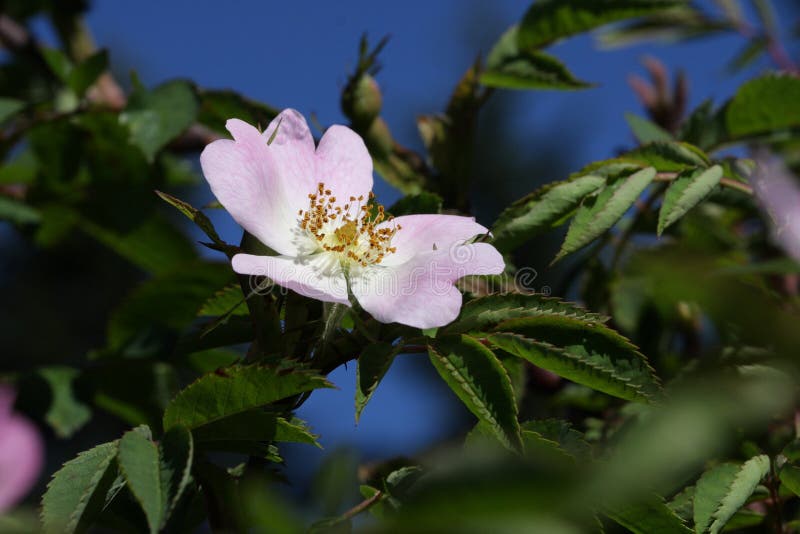 Wild rose hips stock photo. Image of fruit, shrub, rose - 7916318