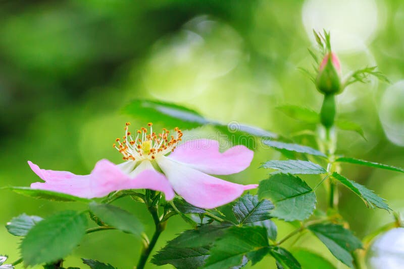 Wild Rose stock image. Image of botany, rosa, medicine - 71662335