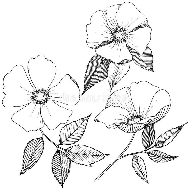Wild Rose in a Vector Style Isolated. Stock Vector - Illustration of ...