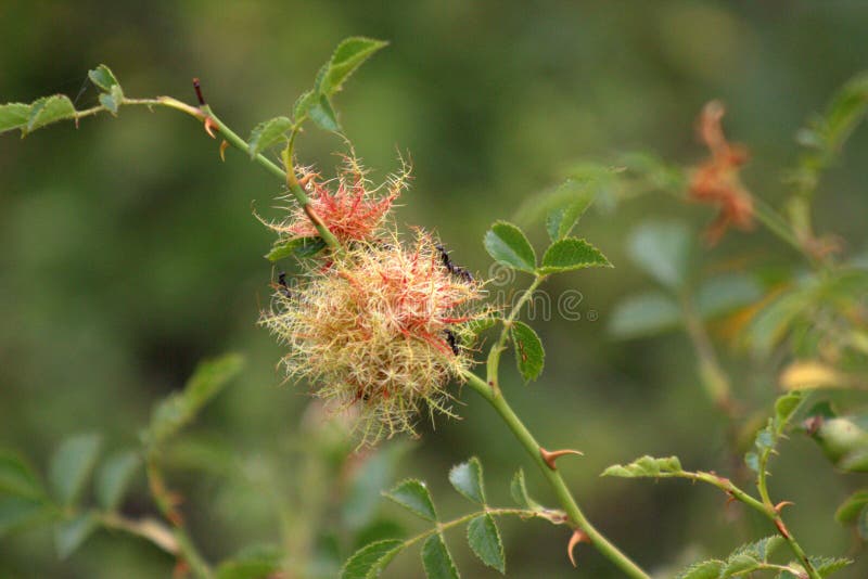 Wild rose stock photo. Image of rose, hungary, wild, mountains - 96733116