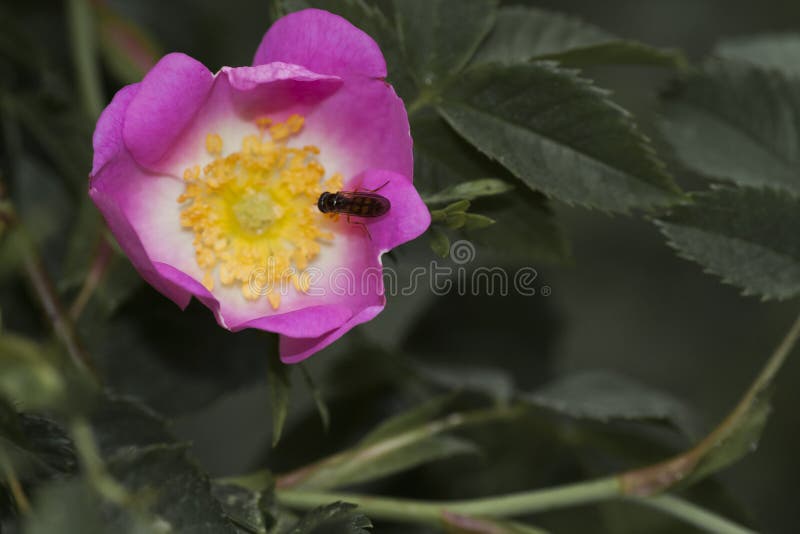 Wild rose stock image. Image of flies, beautiful, animal - 69446307